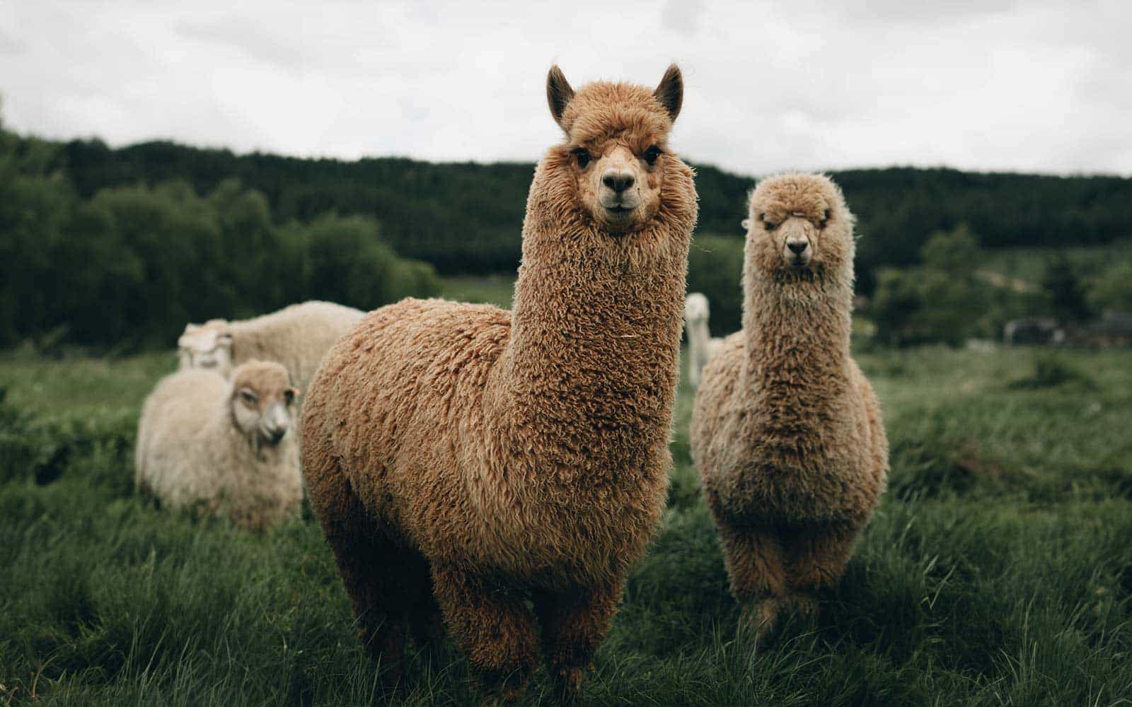 Givarni® - Luxury Silk Scarves, Cashmere, Alpaca, Yak Wool Accessories